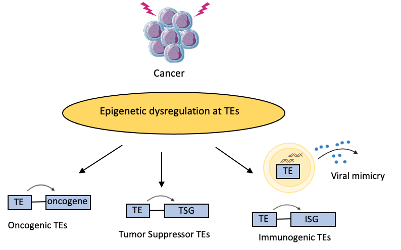 Research – Deniz lab